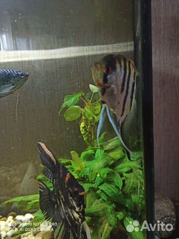 Аквариумные рыбки барбус, скалярия