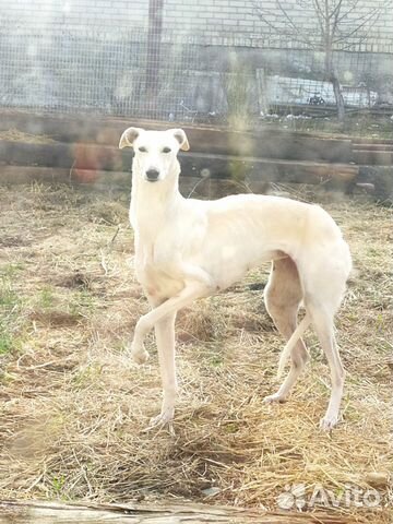 Хортая борзая