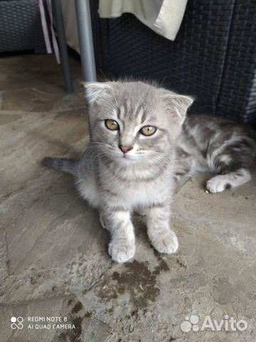 Британцы в добрые руки