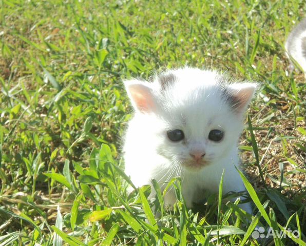 Котята