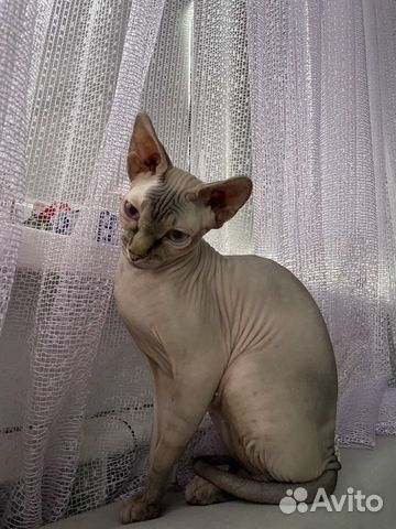 Канадский сфинкс вязка с мальчиком