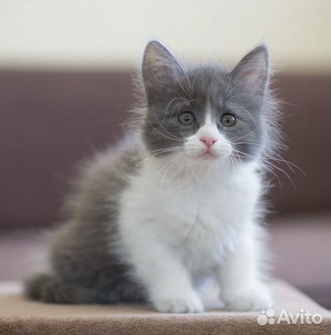 Серая пушистая девочка 2 месяца