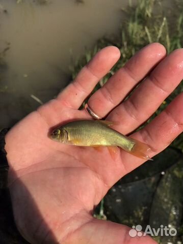 Малек Линя. Рыба для пруда