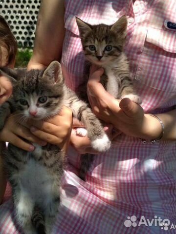 Котятки ждут родителей
