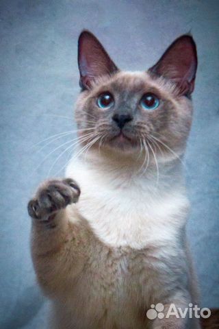 Красивый и молодой - Паскаль, 6 месяцев