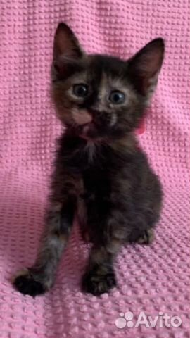 Девчонка ищет дом