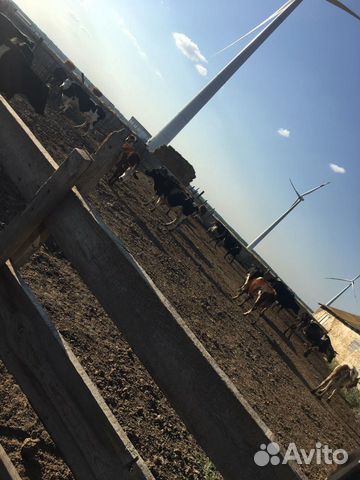 Коровы,тёлки,телята,быки