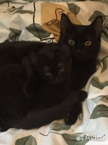 Кошки