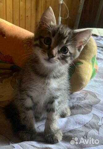 Котятки-полосатики