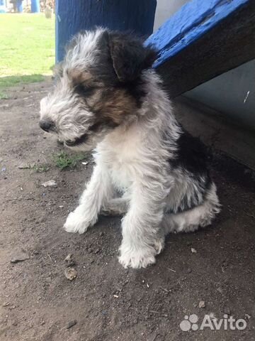 Фокстерьер