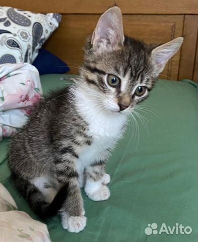 Девочка Тигруля