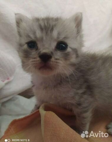 Ищу кормящую кошку