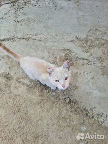 Найден котенок