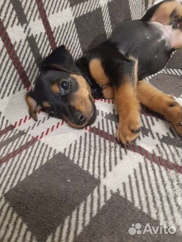 Щенки ягдтерьера