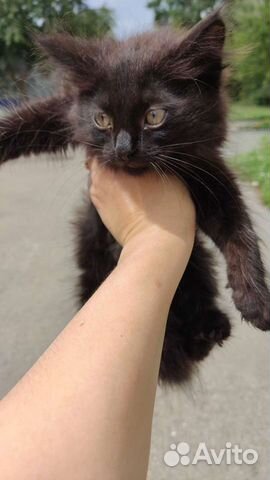 Котенок в добрые руки