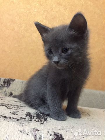 Котенок мальчик в добрые руки
