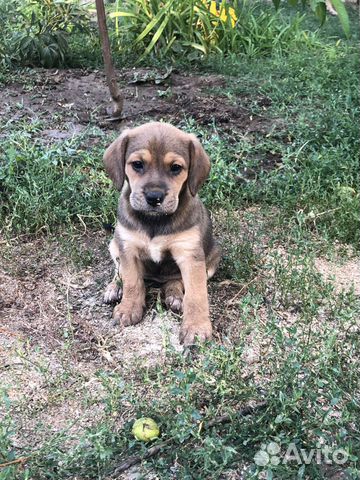 Щенки бигль бесплатно