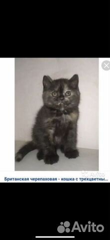 Британские котята