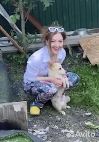 Песик Зефирчик 10 кг в дар