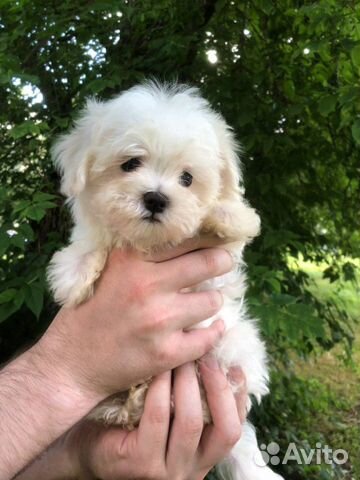 Мальтийская болонка мини