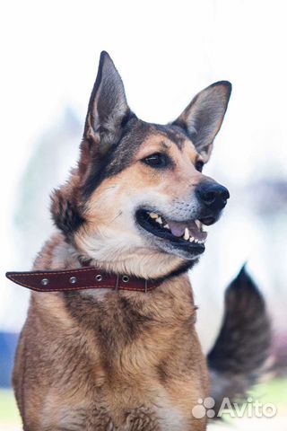 Альба. Красивая добрая собака. Бесплатно