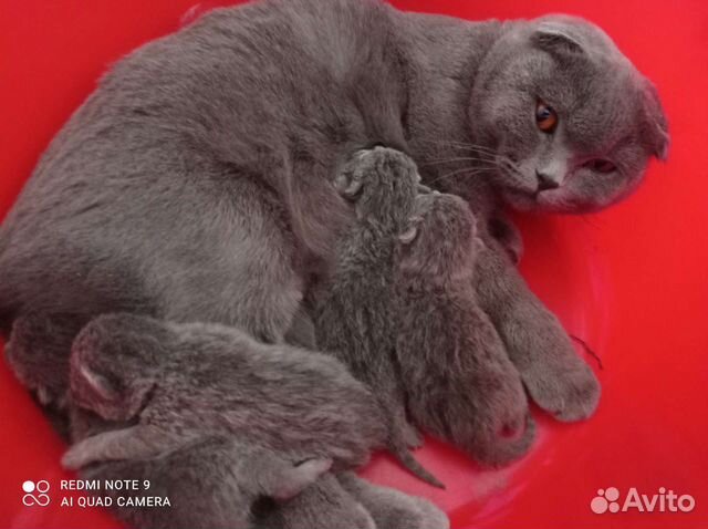 Британская