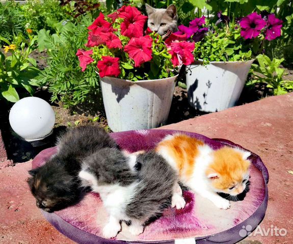 Крошки котята