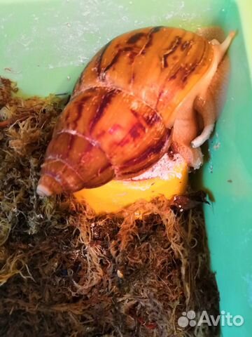 Улитки ахатина тигр альбино