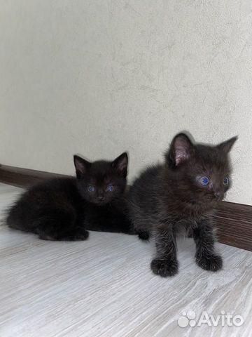 Котята норвежской лесной