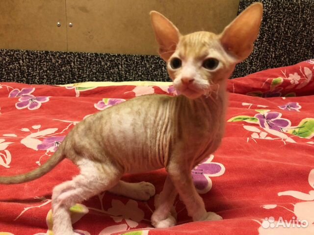 Сфинксы-браши. Необычные котята. Читайте описание