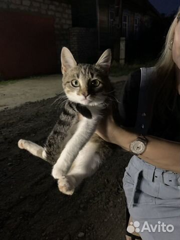 Чудные котята ищут дом