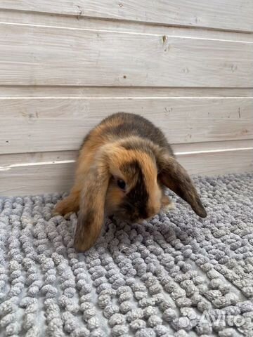 Карликовая малышка