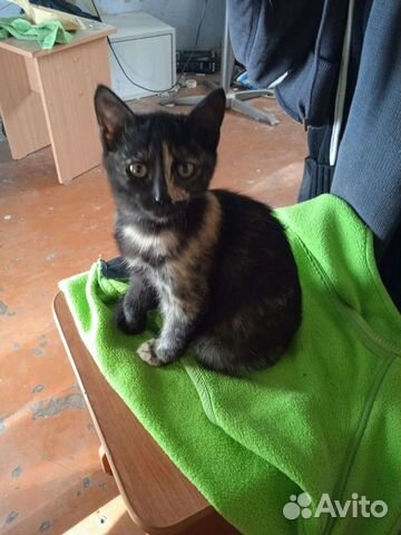 Кошки в добрые руки бесплатно