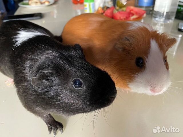 Морские свинки в дар