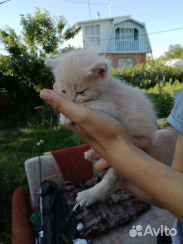 Найдены котятки, ищем мам и пап. Есть девочки и ма