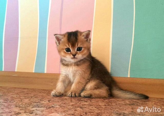 Продаётся Кольт Стреляющий