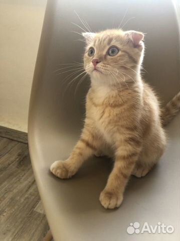 Шотланский вислоухий котенок