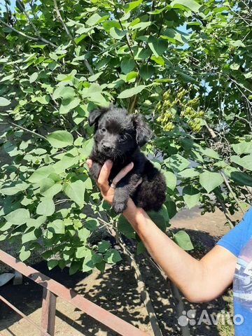 Щенок малорослой собаки