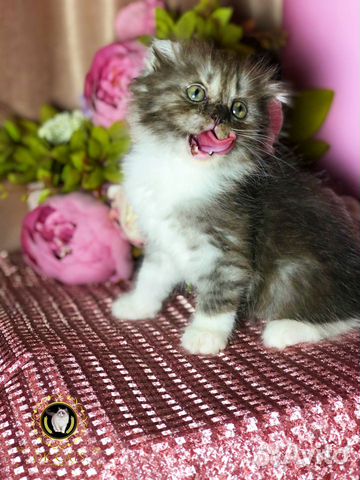 Тимми. Мальчик из помета манчкина и хайленд фолда