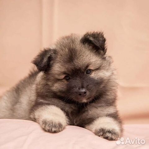 Продаются щенки кеесхонда