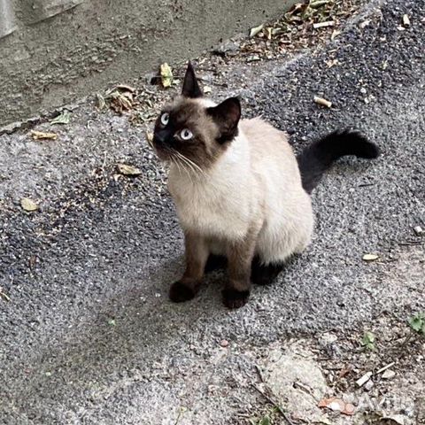 Кошка