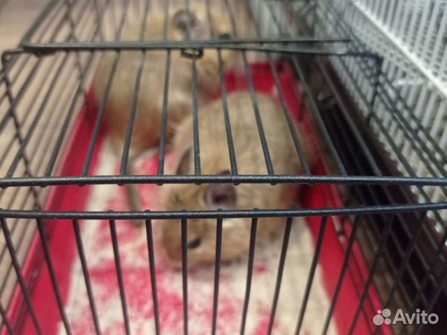 Белка дегу с клеткой