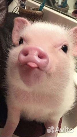 Поросенок ландрас