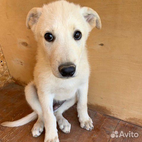 Чудо щенок ищет дом, в добрые руки