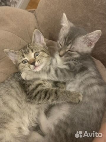 Котик бегемотик в дар в хорошие руки