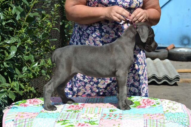 Кане Корсо- собака Вашей Мечты