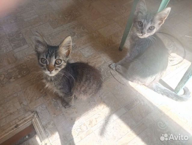 Кошки в добрые руки бесплатно