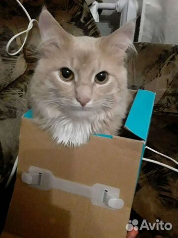 Кот Тимофей отдам в хорошие руки очень умный