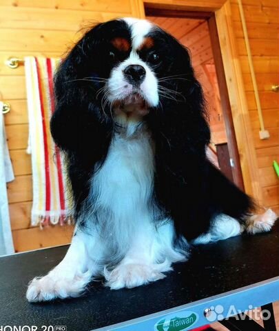 Кавалер кинг чарльз вязка