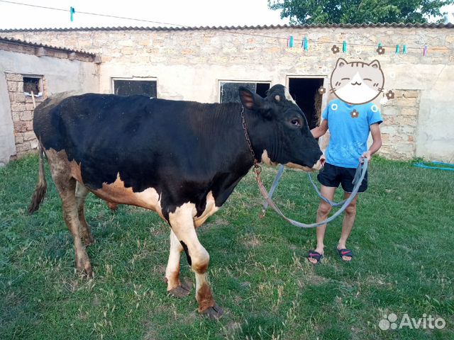Продам быка